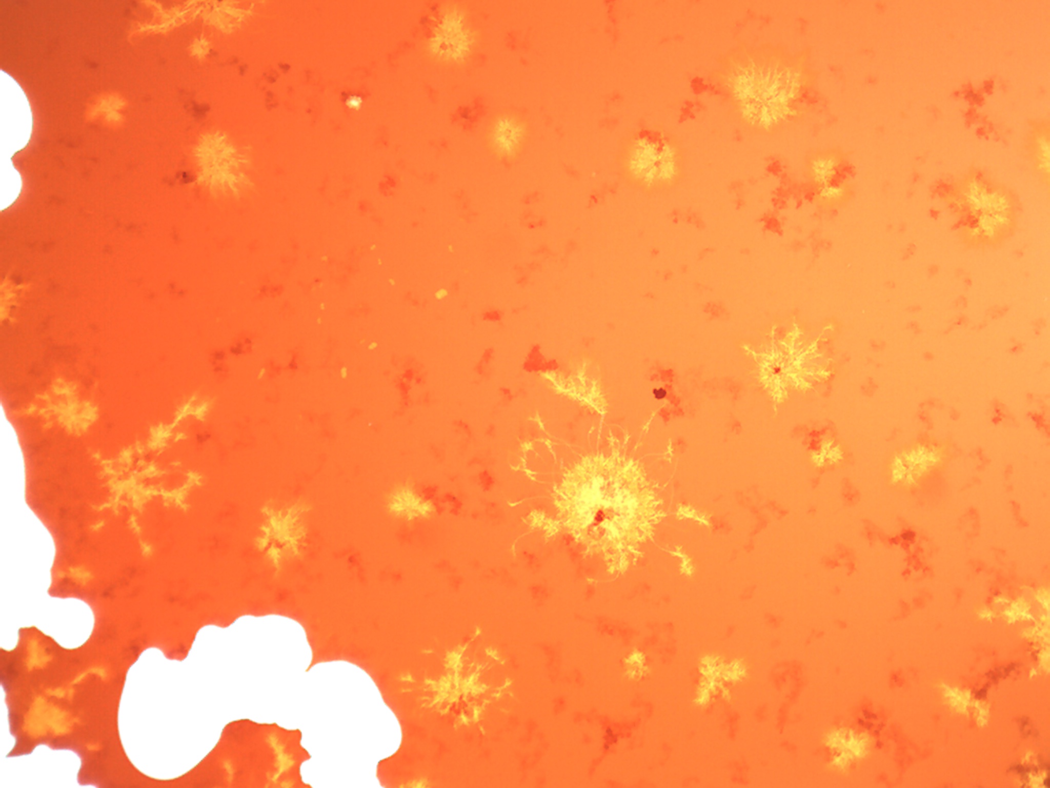 Extra Fine Nib Ink Review: Diamine Sepia : r/fountainpens