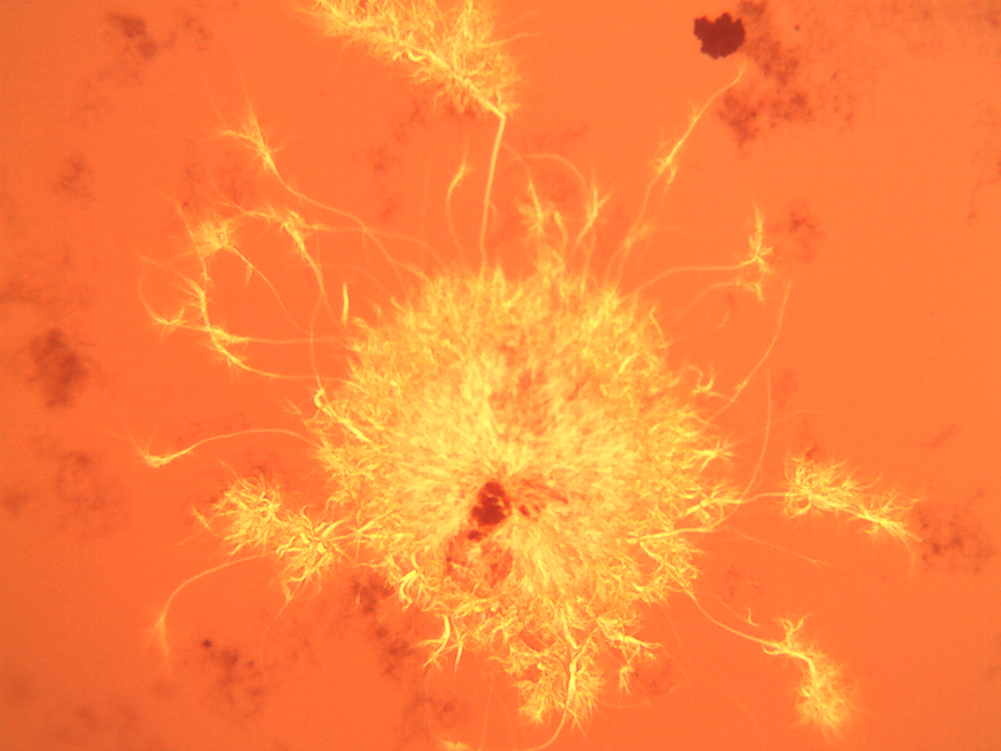 Extra Fine Nib Ink Review: Diamine Sepia : r/fountainpens