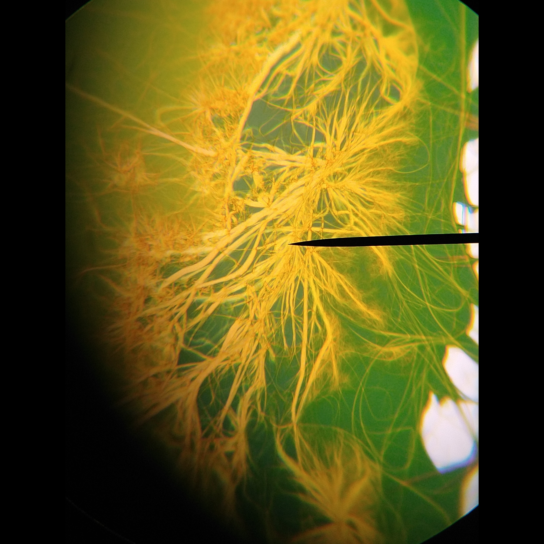 Extra Fine Nib Ink Review: Pennonia Zöldike (Greenfinch) : r/fountainpens